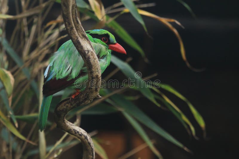 Javan green magpie stock photo. Image of adult, javan - 153778828