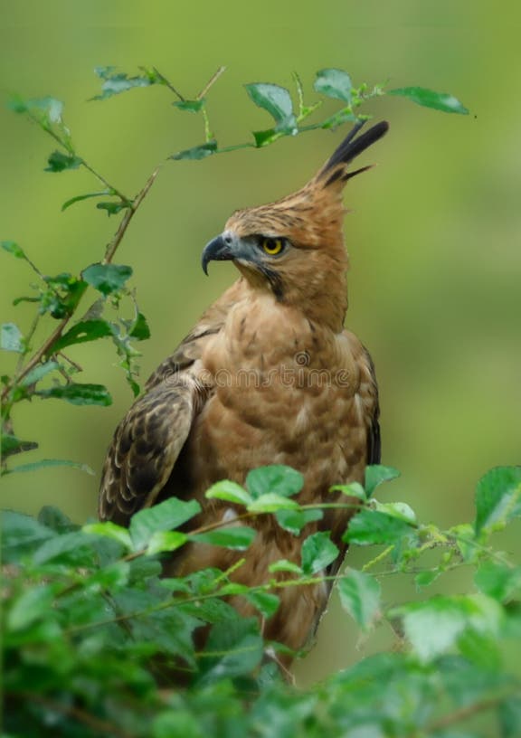 Javan Hawk-eagle in Artistic Blur Image Stock Photo - Image of acting ...