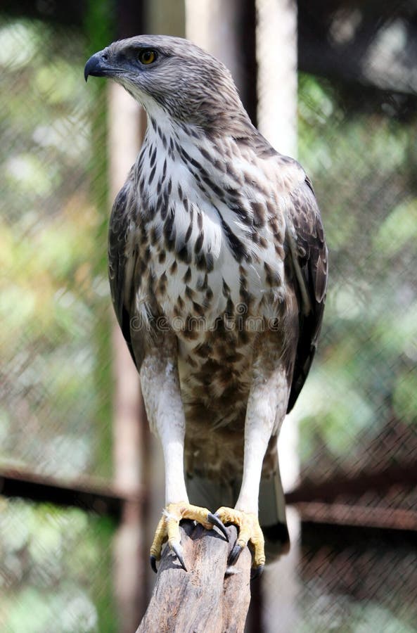 Javan Hawk stock photo. Image of solo, falcon, eagle - 31657066
