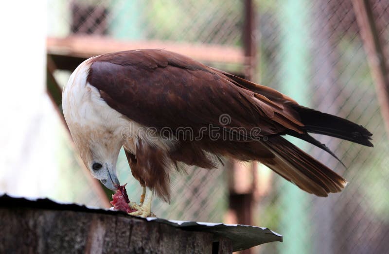 Javan Hawk stock photo. Image of indonesia, city, park - 31657366