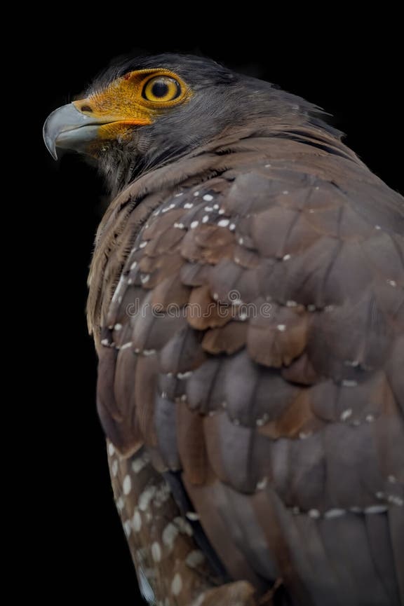 Javan Hawk Eagle Standing at Tree Branch Stock Image - Image of ...