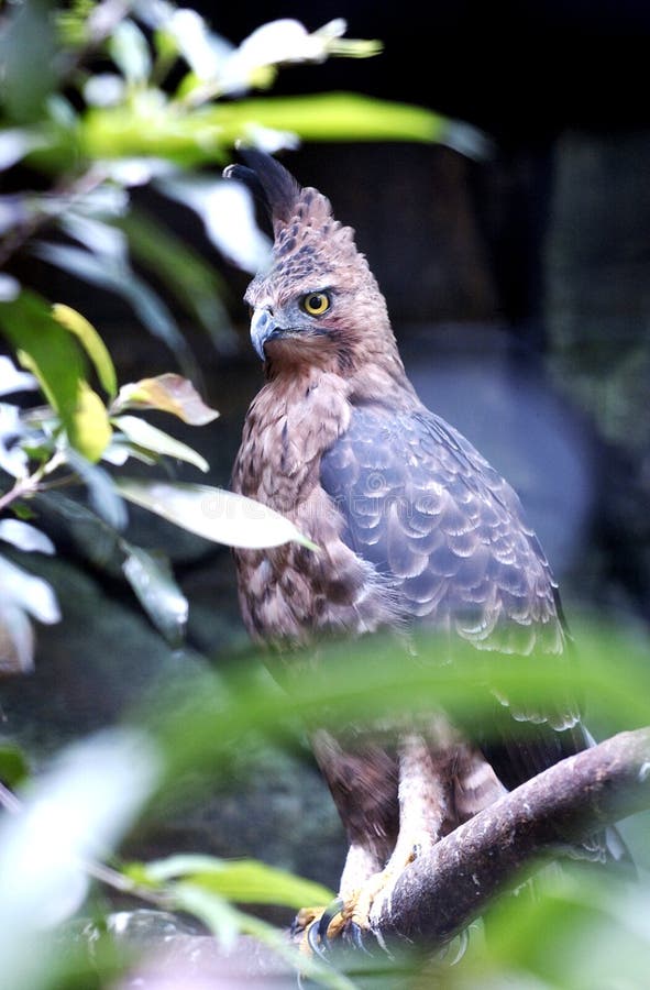 Javan Hawk stock photo. Image of jurug, solo, city, wing - 31657366