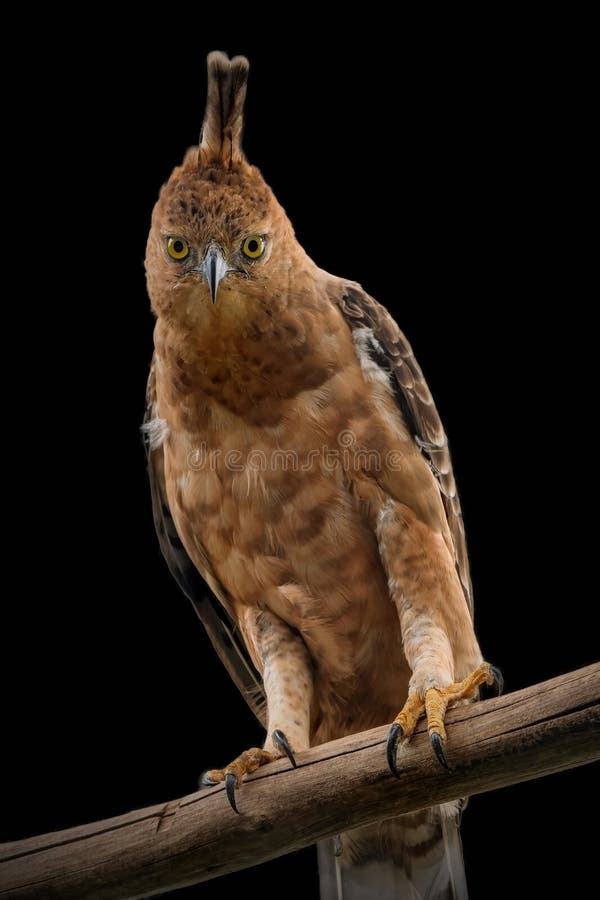Javan Hawk Eagle Standing at Tree Branch Stock Photo - Image of bull ...