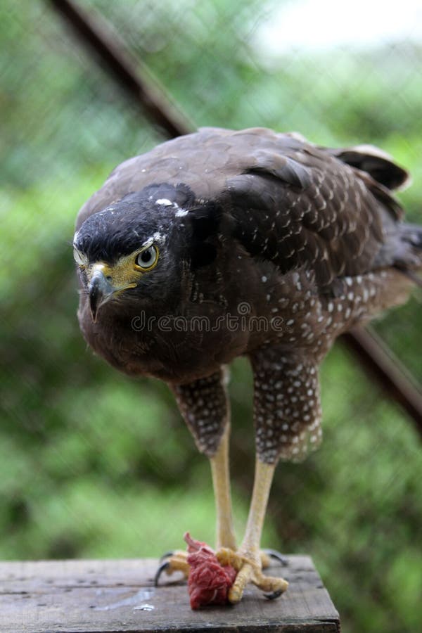 Javan hawk stock photo. Image of javan, beak, solo, central - 70330810