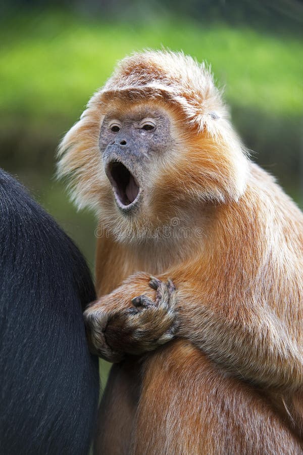 Javan Langur or Javan Lutung, Trachypithecus Auratus, Adult Yawning ...
