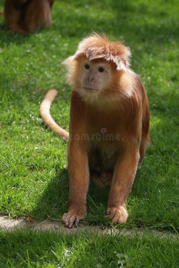 Javan Langur - Trachypithecus Auratus Stock Image - Image of javan ...