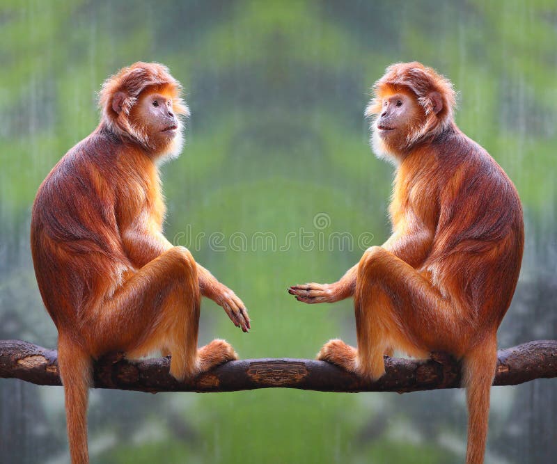 The Javan Langur (Trachypithecus Auratus). Stock Image - Image of ...