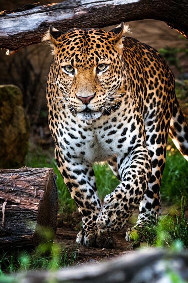 Javan Leopard Panthera Pardus Melas Ist Ein Paar Personen Leben In Java ...
