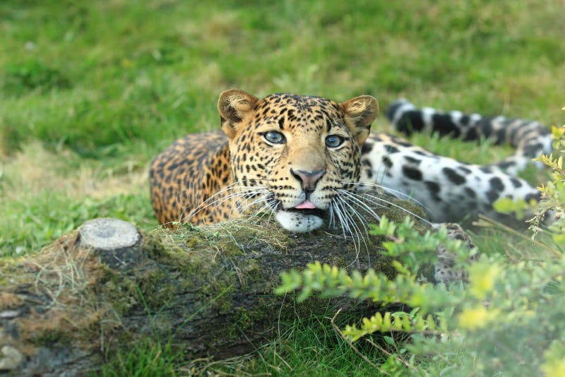 The Javan Leopard Panthera Pardus Melas, the Third Subspecies of ...
