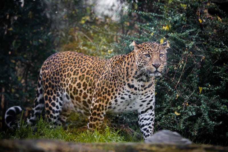 Javan Leopard, a Magnificent Big Cat Native To the Island of Java Stock ...