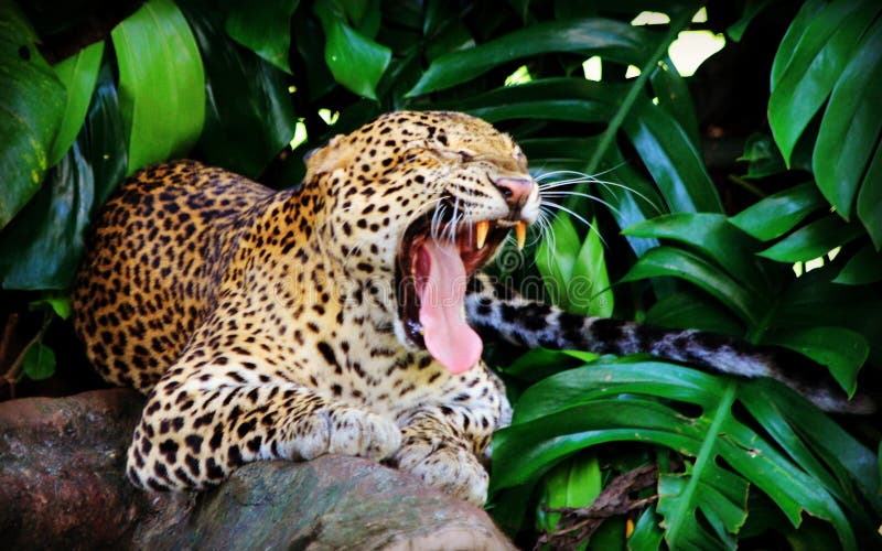 Javan leopard stock photo. Image of malaysia, asia, female - 90977854