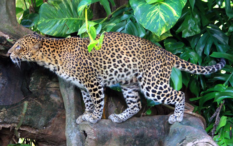 Javan leopard stock photo. Image of botswana, grassland - 90980128