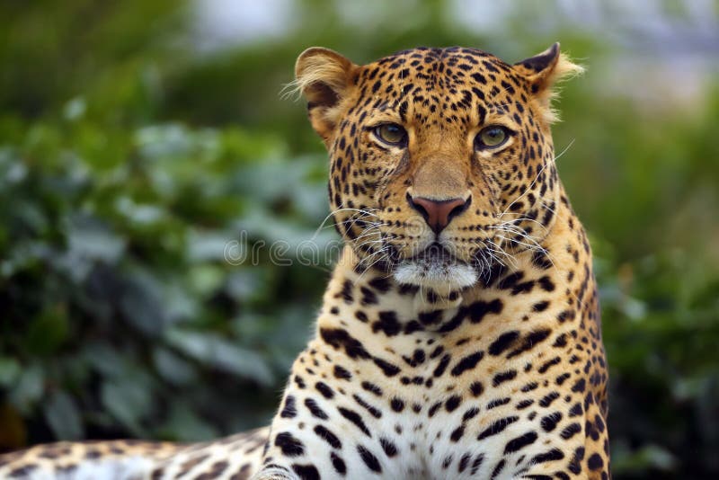 The Javan Leopard Panthera Pardus Melas, the Third Subspecies of ...