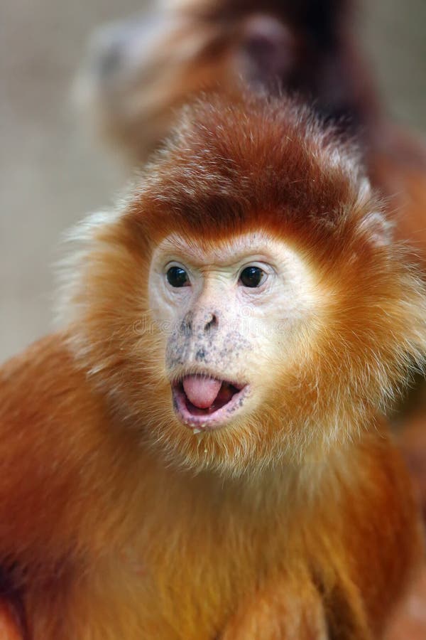 The Javan Lutung Trachypithecus Auratus, Also Known As the Ebony Lutung ...