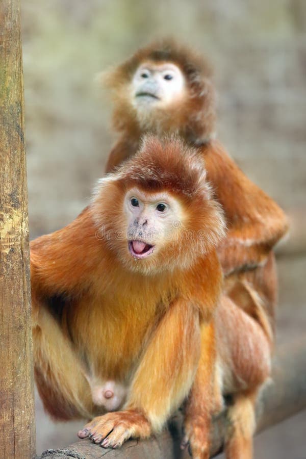 The Javan Lutung Trachypithecus Auratus, Also Known As the Ebony Lutung ...