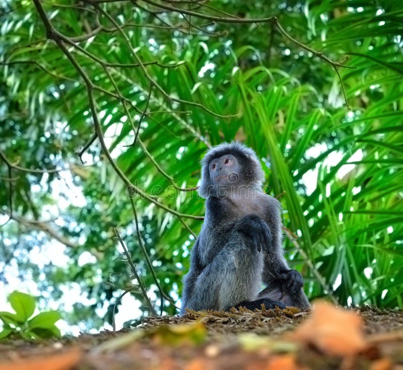 Javan lutung stock photo. Image of ebony, trachypithecus - 31350578