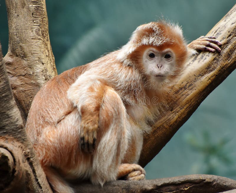 Javan Lutung & X28; Trachypithecus Auratus& X29; Stock Foto - Image of ...