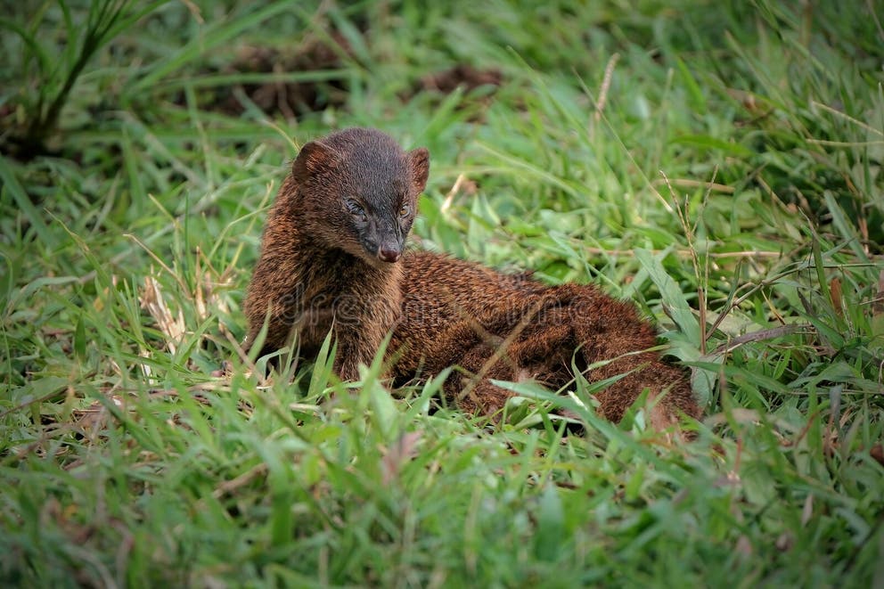 Javan Mongoose or Small Asian Mongoose (Herpestes Javanicus) Fighting ...