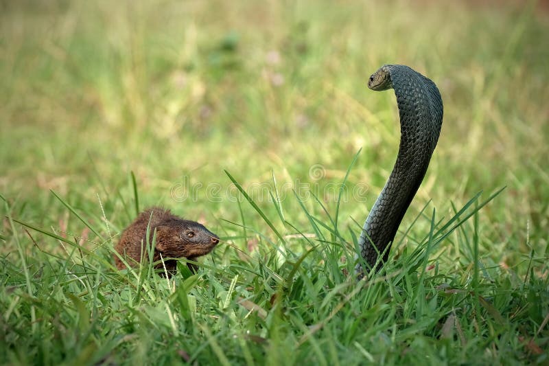Javan Mongoose Fighting with Javanese Cobra on the Green Grass Stock ...