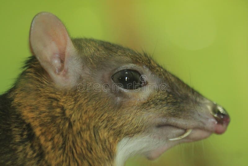 Javan mouse deer stock image. Image of deer, detail, mammal - 30945115