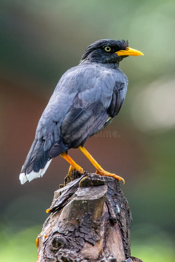 Javan Myna Bird Acridotheres Javanicus, Known As White-vented Myna ...