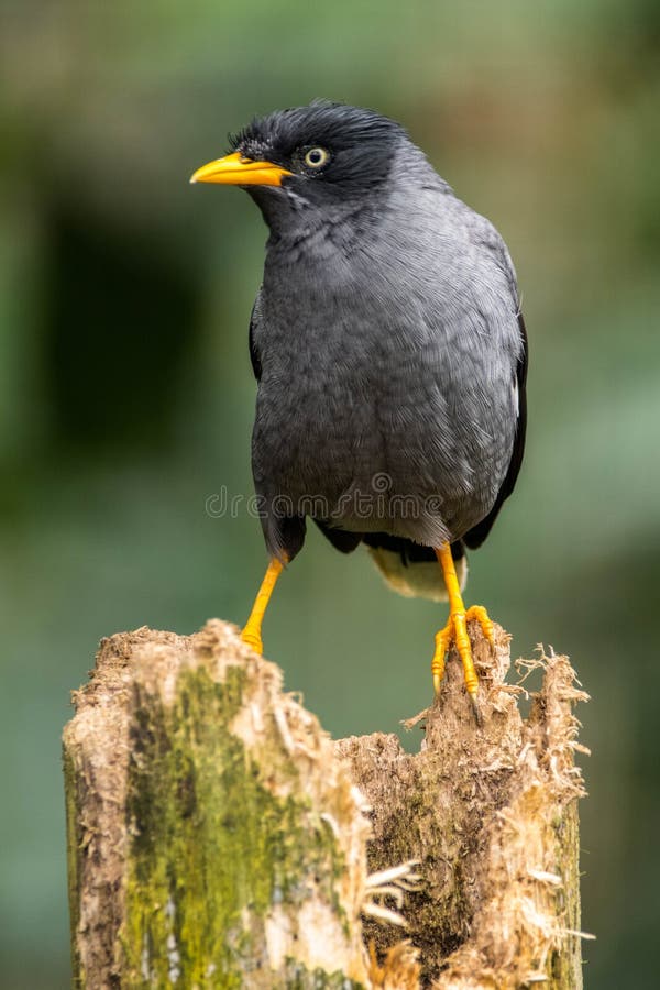 Two Javan Myna BirdsAcridotheres Javanicus, on a Footpath in Singapore ...