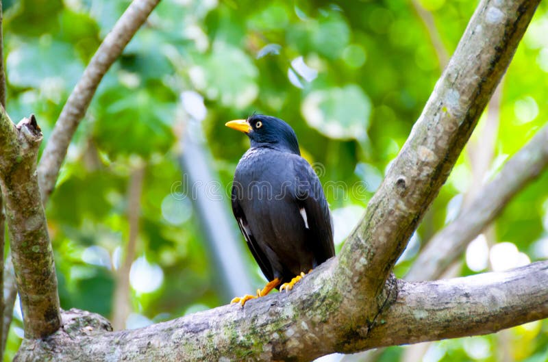 Javan Myna stock image. Image of environment, nature - 162162895