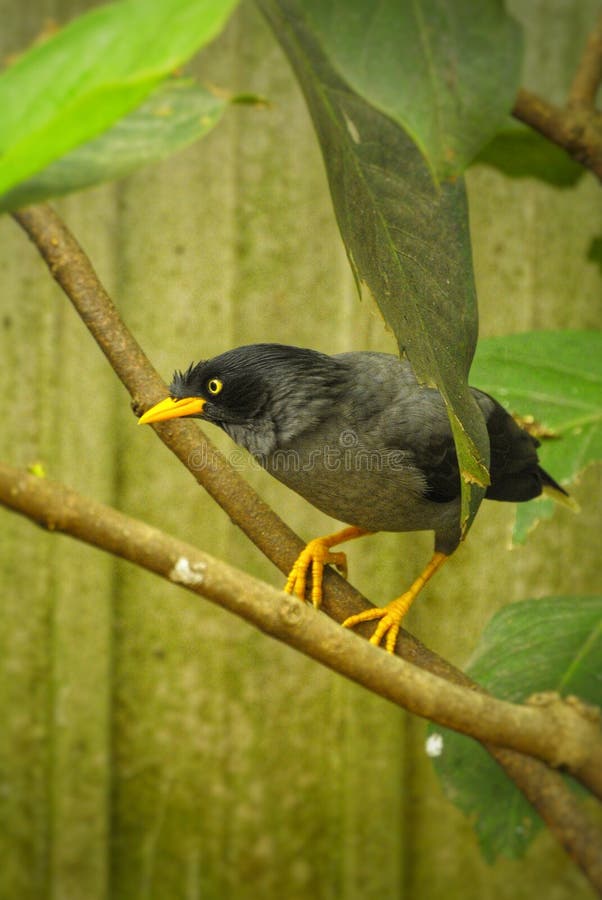 Javan myna on tree branch stock image. Image of bali - 160731709