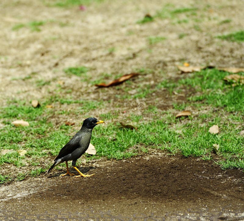 Javan Mynah, Acridotheres Javanicus, Two Birds Visiting an Outdoor ...