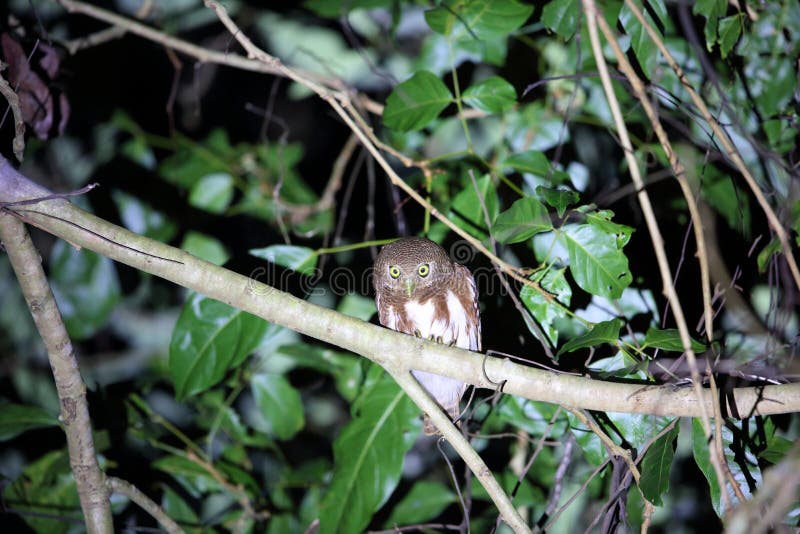 Glaucidium Castanopterum Stock Photos - Free & Royalty-Free Stock ...