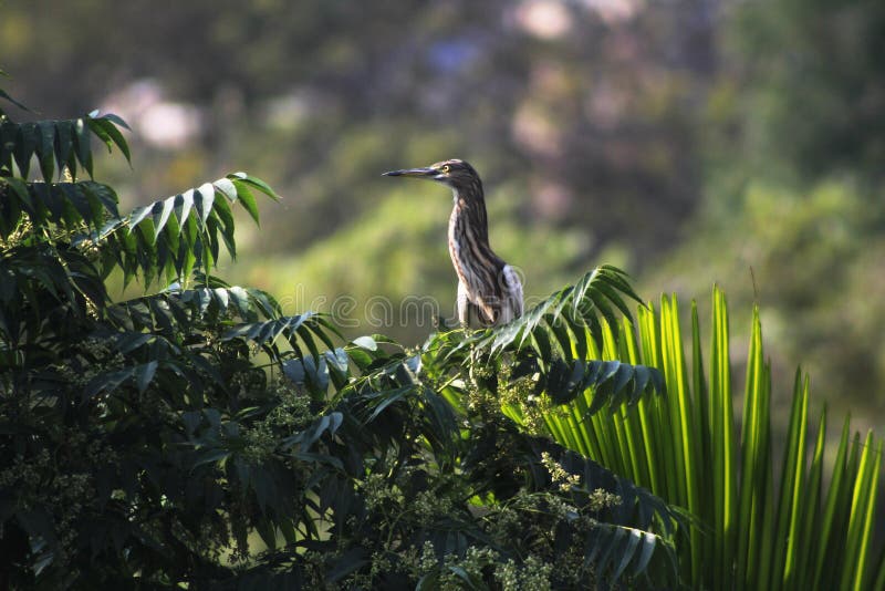 Javan Pond-Heron(Ardeola Speciosa Stock Photo - Image of heron ...