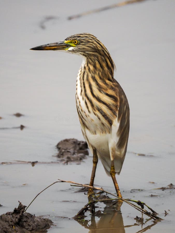 Javan Pond Heron Birds Adult Birds Outside the Breeding Range Stock ...
