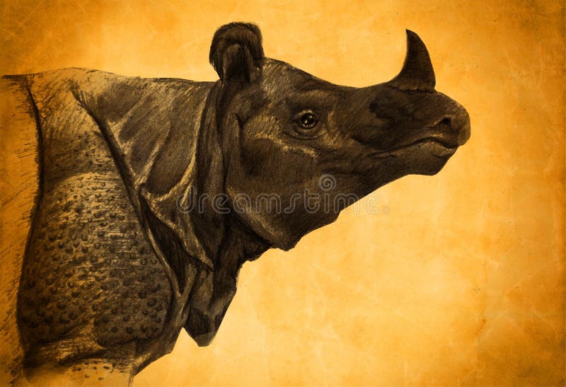 Javan Rhinos stock illustration. Illustration of sketch - 240951506