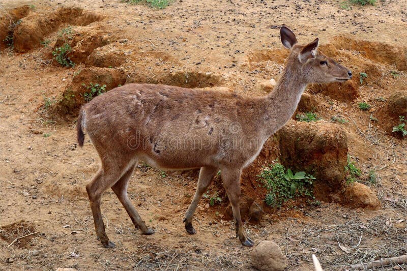 The Javan Rusa (also Known As Timor Deer or Sunda Sambar) is a Native ...
