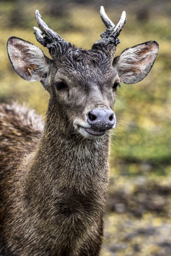 Javan Rusa stock photo. Image of adult, rusa, closeup - 85182370