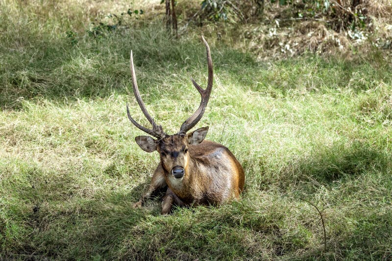 Timor or Rusa Deer, Cervus Timorensis Stock Image - Image of indonesian ...