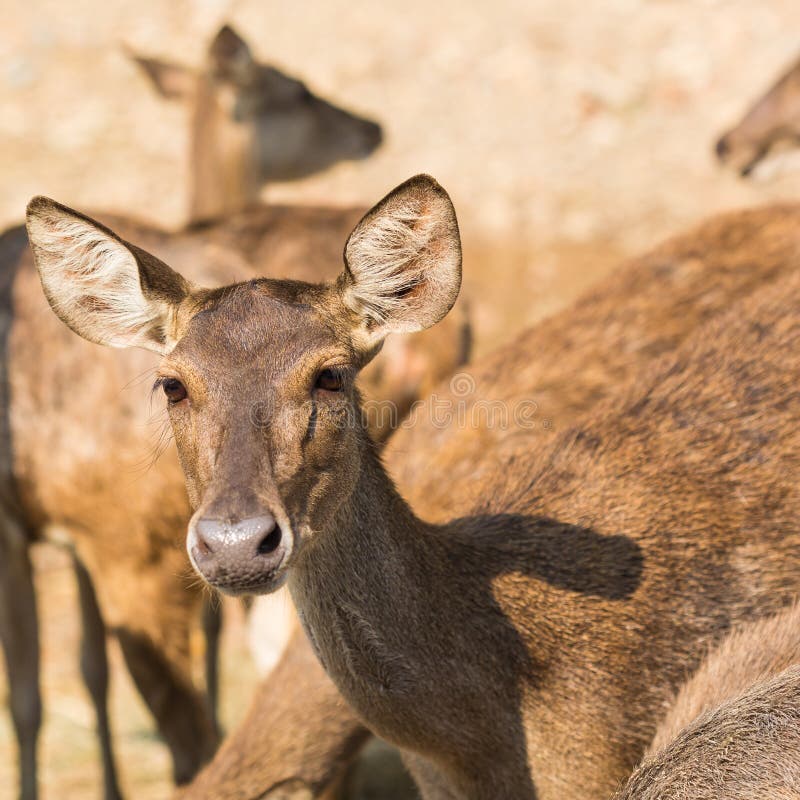 Javan rusa deer stock image. Image of forest, beautiful - 39811781