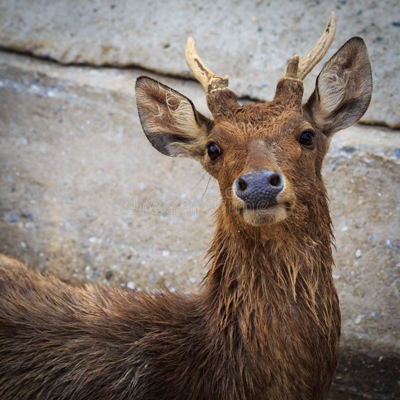 Javan rusa deer stock photo. Image of horns, beautiful - 39811796