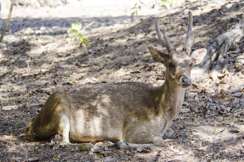 Timor Deer In The Park At Tiger Temple, Thailand Stock Image - Image of ...