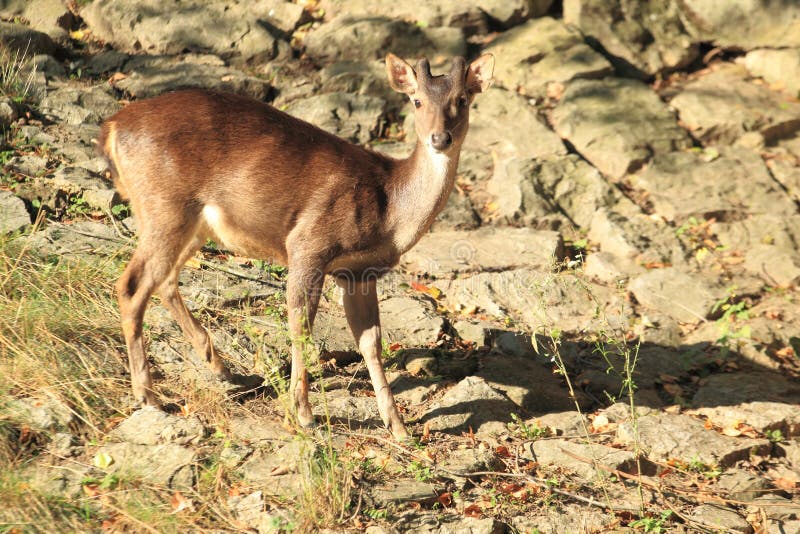 Javan rusa stock photo. Image of timorensis, timor, nature - 45723626