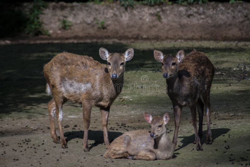 Javan Rusa or Sunda Sambar (Rusa Timorensis) Interaction with Its Kind ...