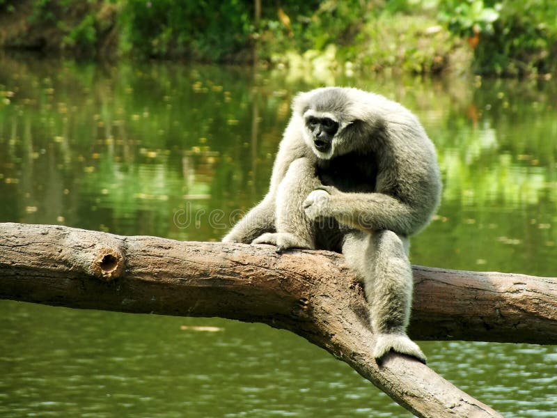 Javan Silvery Gibbon or Hylobates Moloch Stock Photo - Image of fauna ...