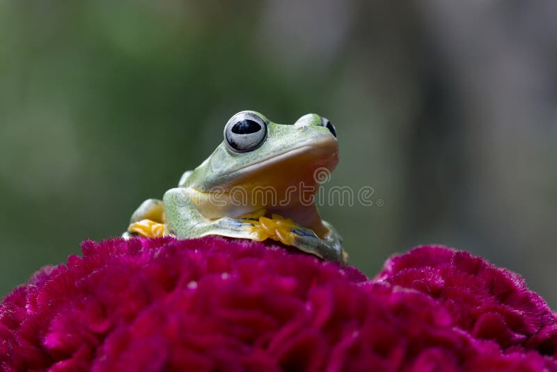 Javan Tree Frog Front View on Branch, Javan Tree Frog Stock Photo ... Javan Tree Frog Front View on Branch, Javan Tree Frog Stock Photo ...