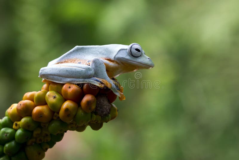 Javan Tree Frog Front View on Branch, Javan Tree Frog Stock Image ... Javan Tree Frog Front View on Branch, Javan Tree Frog Stock Image ...