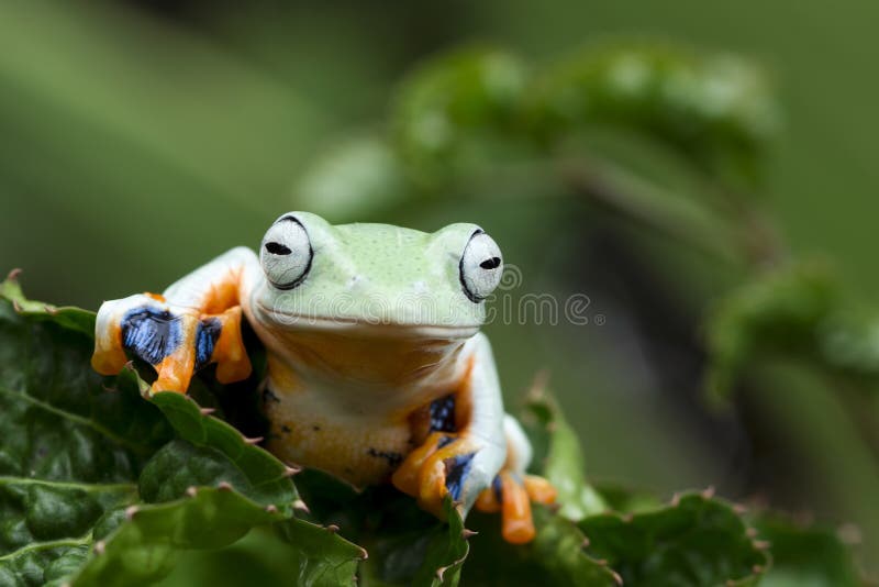 Javan Tree Frog Front View on Branch, Javan Tree Frog Stock Photo ... Javan Tree Frog Front View on Branch, Javan Tree Frog Stock Photo ...