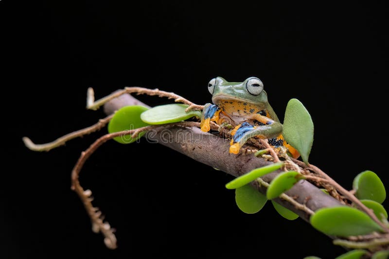 Frog Front View Line Art Stock Photos - Free & Royalty-Free Stock ...