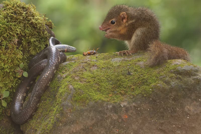 A Javan Treeshrew is Attacking a Pipe Snake that Has Entered Its ...