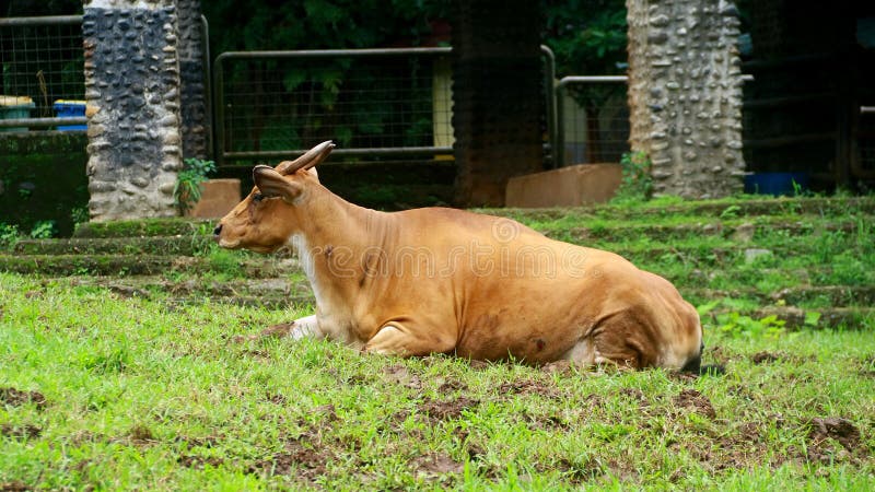 Javanese bull stock photo. Image of horn, bull, green - 355070070