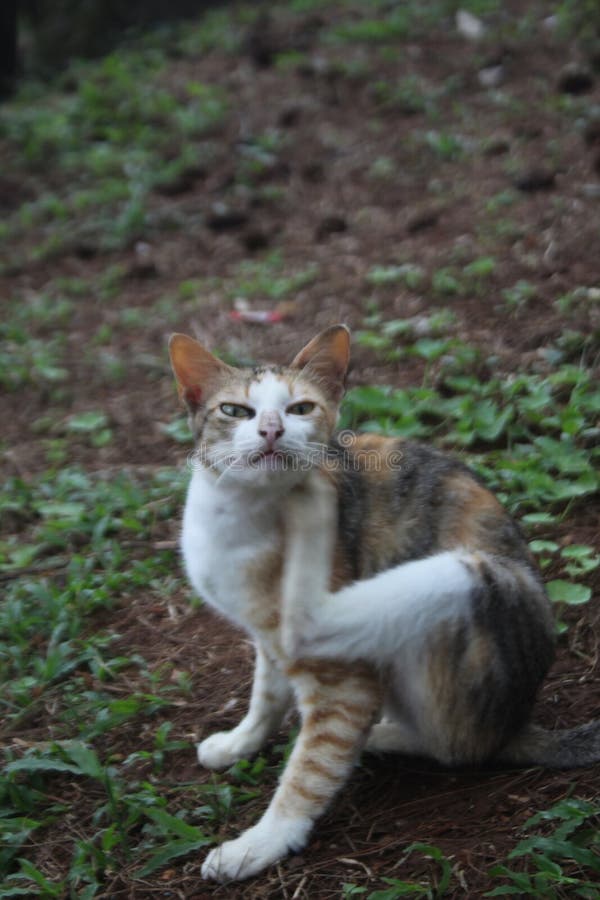 A Javanese Cat is Scratching Its Body Stock Photo - Image of funny ...