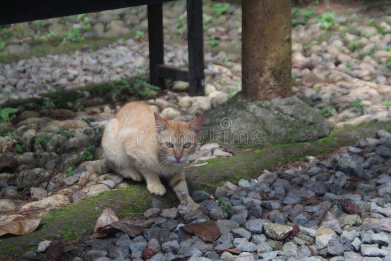 A Javanese Cat is Sitting on the Ground Stock Image - Image of young ...